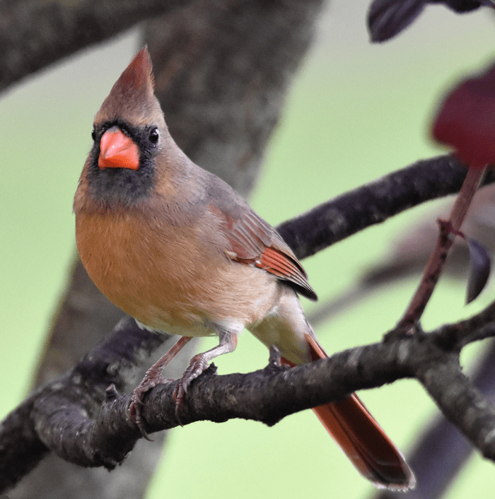 The Symbolic Significance of Red Birds in Spirituality
