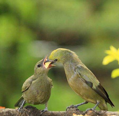Feeding a Baby Bird: Everything You Need to Know