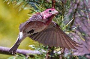 Discovering New Hampshire's Avian Emblem: The Purple Finch