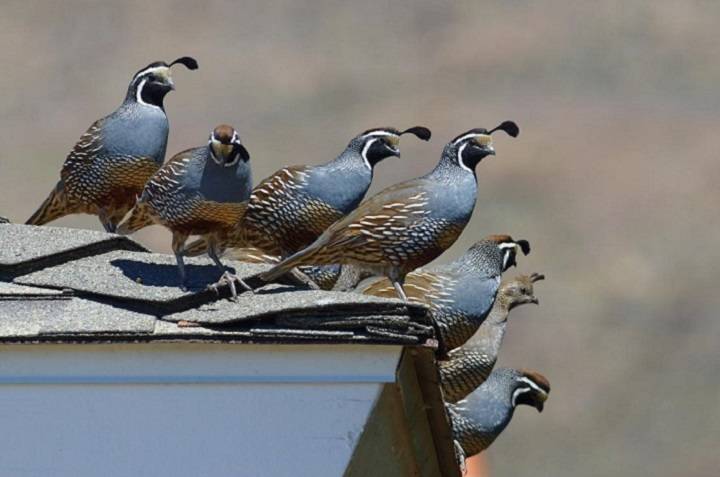 The California State Bird: A Symbol of Pride and Beauty
