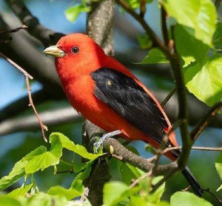 The West Virginia State Bird: A Closer Look