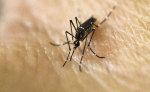 The Mystery Solved: Why Mosquitoes Are Drawn to Feet and Ankles