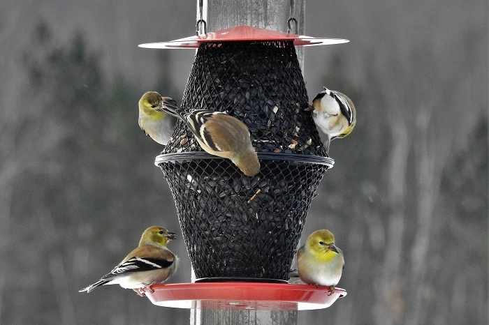 Can Birds Smell Bird Seed? Understanding How Birds Find Food