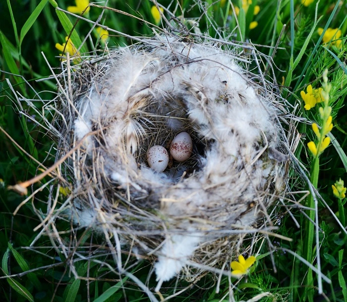 How to Keep Birds from Making Nests in Unwanted Places Without Harming Them