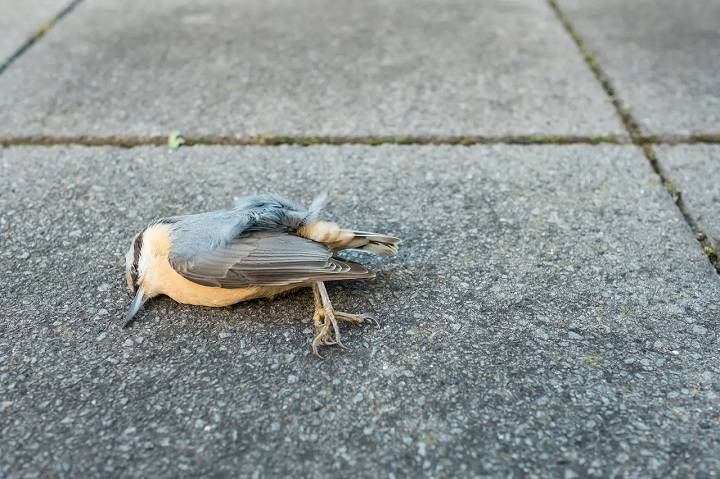 Why Do Birds Die? Insights into Their Lifespan