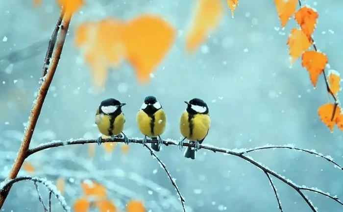 Charming and Simple: How to Draw a Cute Fat Bird Easily