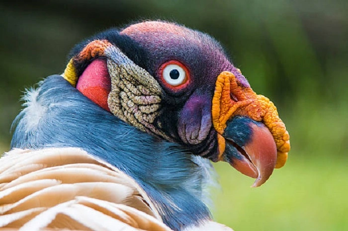 Beyond Beauty: The World’s Ugliest Birds and Why They Matter