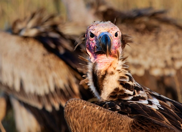 Beyond Beauty: The World’s Ugliest Birds and Why They Matter