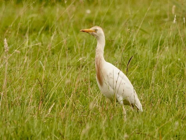 Bird and Cow: A Fascinating Relationship Through Nature, Culture, and ...