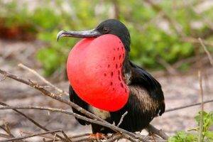 Fun-looking Birds: Oddball Faces, Crazy Feathers, and Why Nature ...