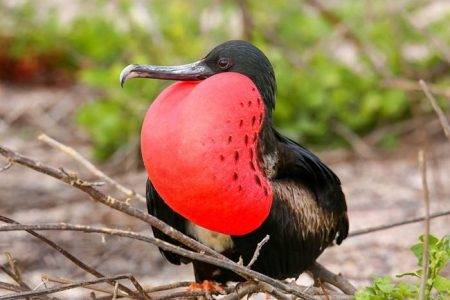 Fun-looking Birds: Oddball Faces, Crazy Feathers, and Why Nature ...