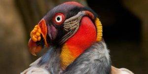 Scary Birds: Eerie Eyes, Fierce Talons, and the Wild Truth Behind the Fear