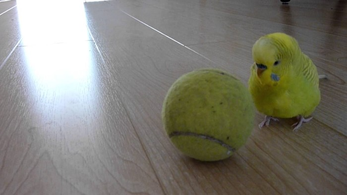 Tennis Ball Bird: The Puffy Round Bird That Steals Hearts