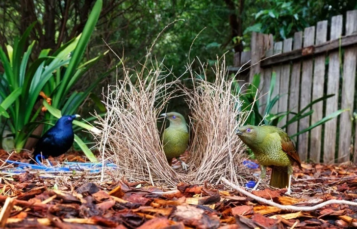 Birds in a Nest: Life, Love, and Survival Among Feathers