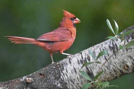 NC Birds: The Complete Guide to North Carolina Avian Wonders