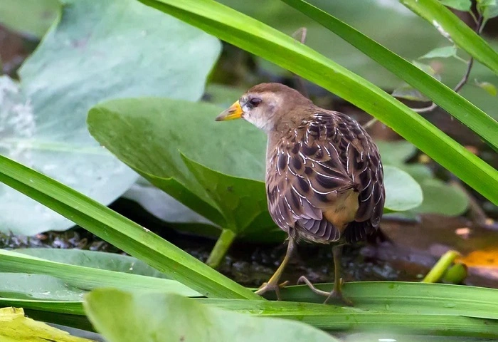 Marsh Birds: Listening to the Concealed Voices of Wetlands