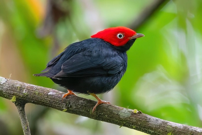 Birds With Red Heads: Unbridled Beauty and Unexpected Plumage